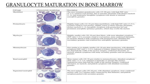 QUIZ ON BONE MARROW-MICROCYTIC + APLASTIC.pptx