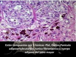Genitales femeninos externos | PPTX