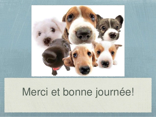 Connaissez-vous bien votre chien?