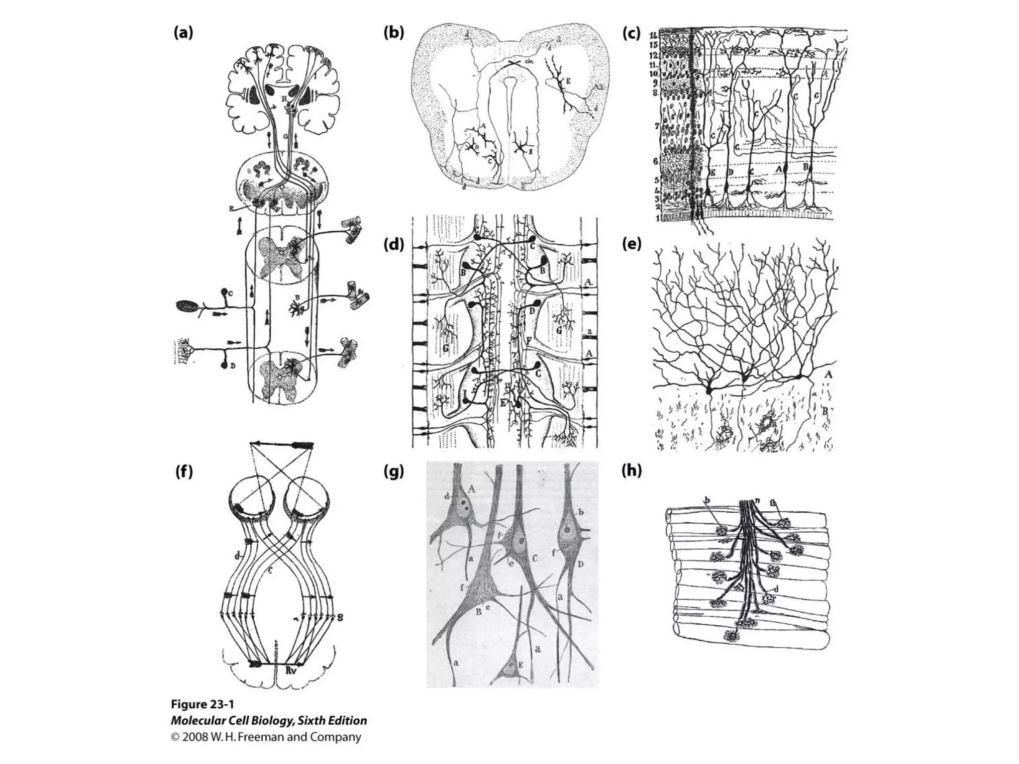 nerve cells | PPT