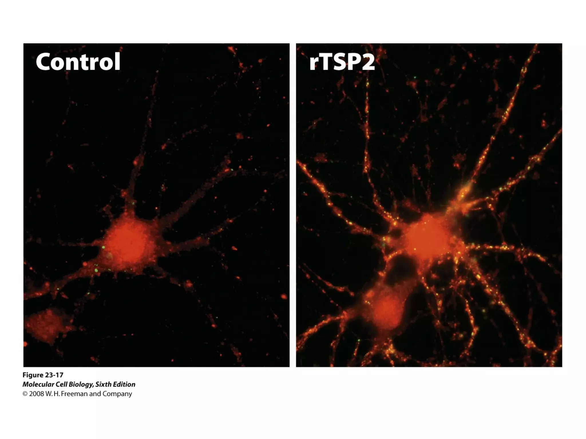 nerve cells | PPT