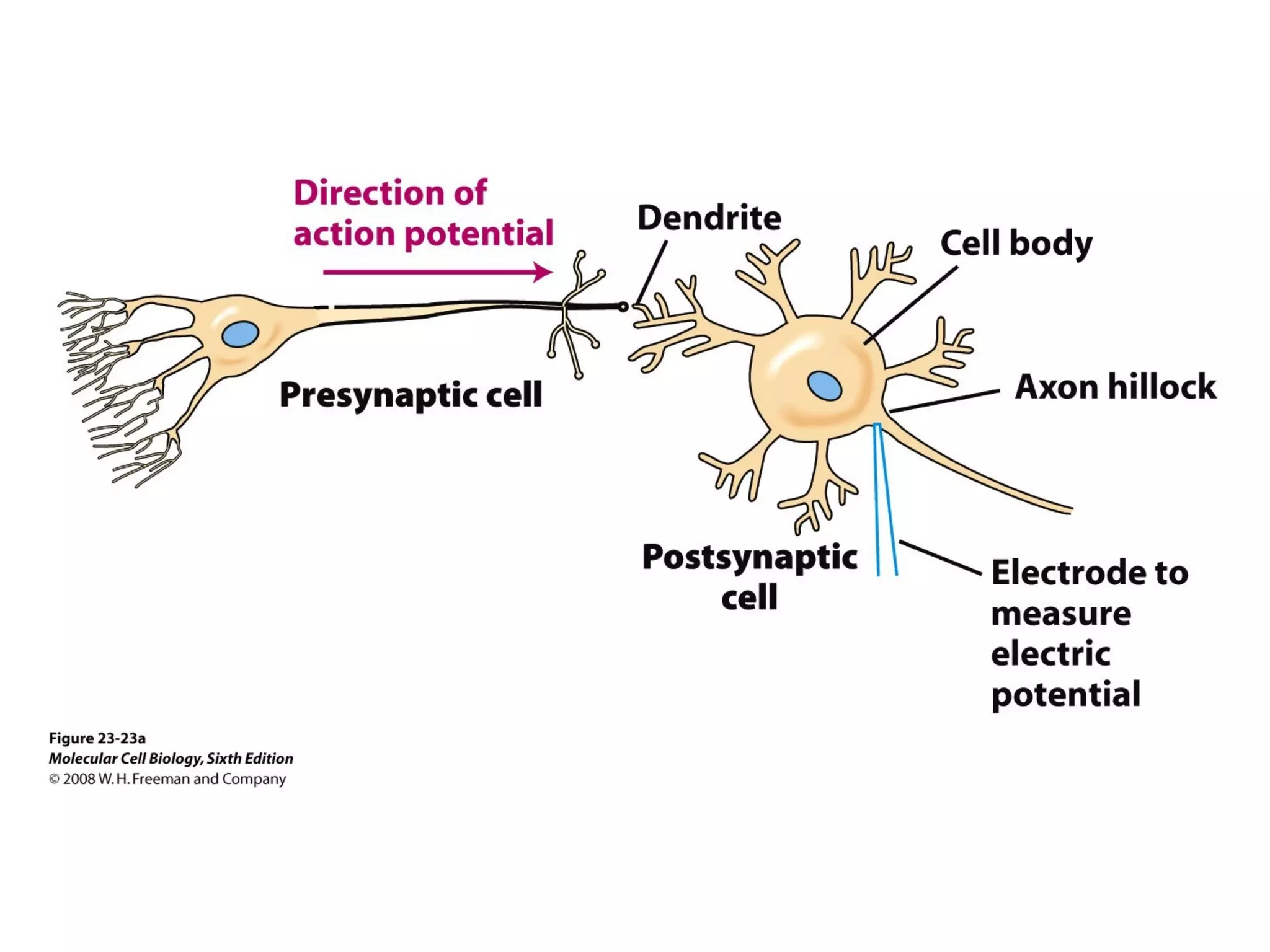 nerve cells | PPT