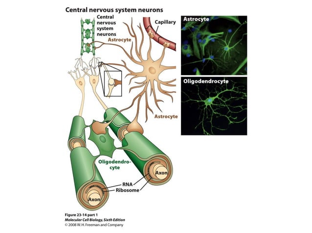 nerve cells | PPT
