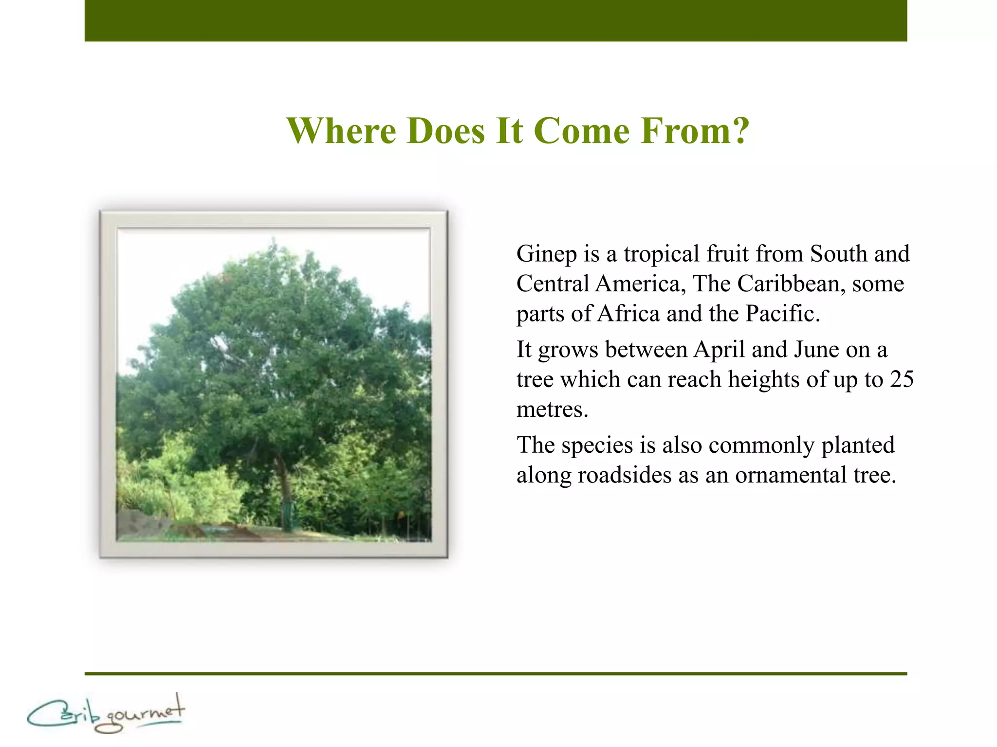 What is Ginep? What is Quénette? What is Melicoccus Bijugatus? | PPT