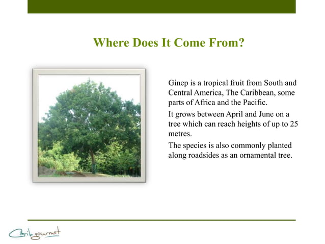 What is Ginep? What is Quénette? What is Melicoccus Bijugatus? | PPT