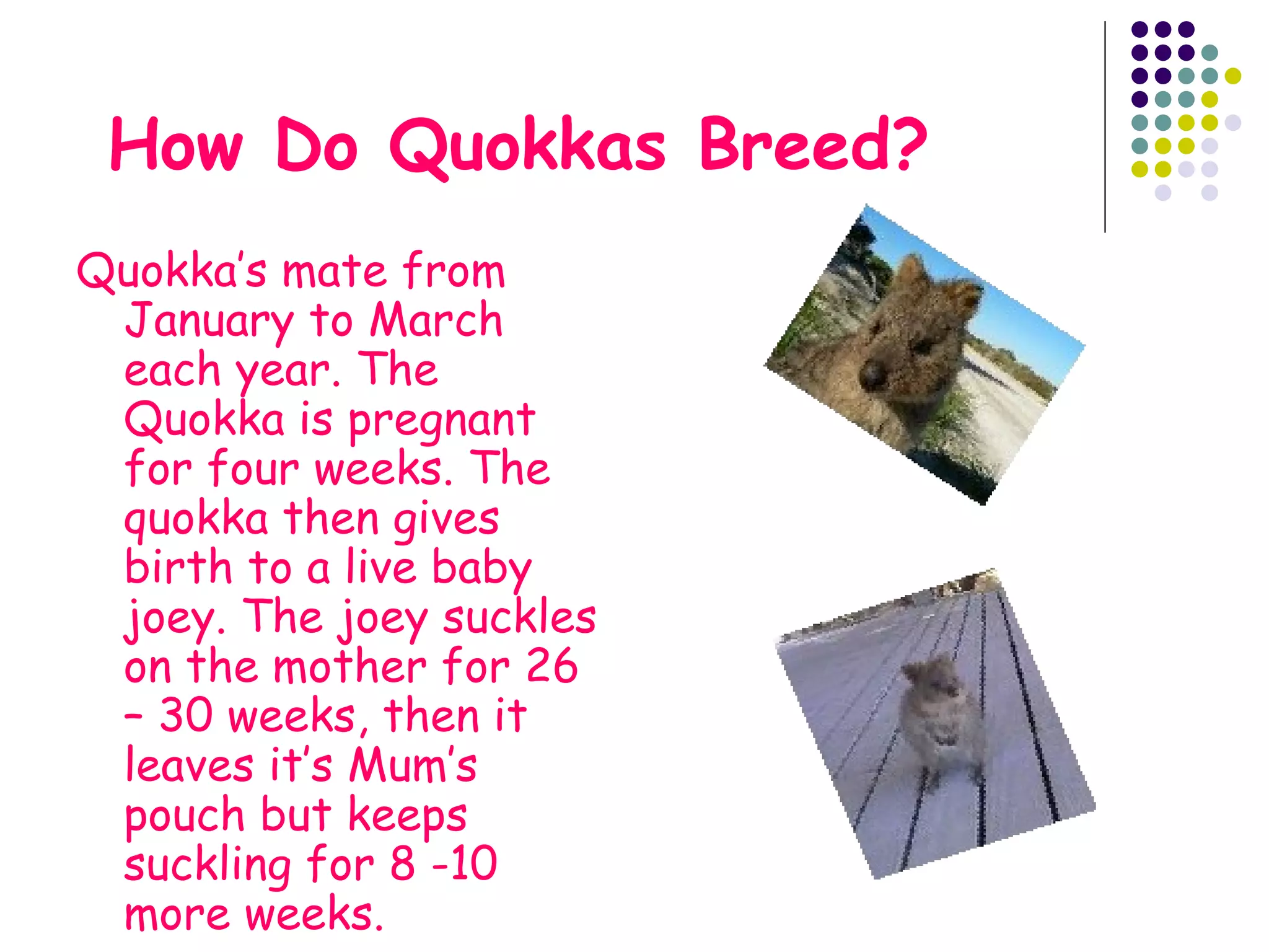 Quokka | PPT