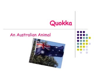 Quokka | PPT