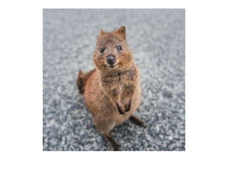 Quokka.ppt