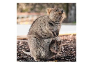 Quokka.ppt
