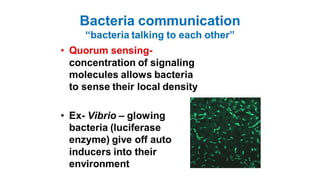 Quorum Sensing | PDF