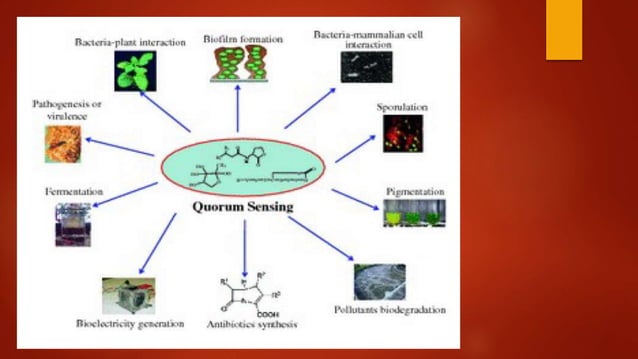 Quorum sensing | PPTX | Biological Sciences | Science