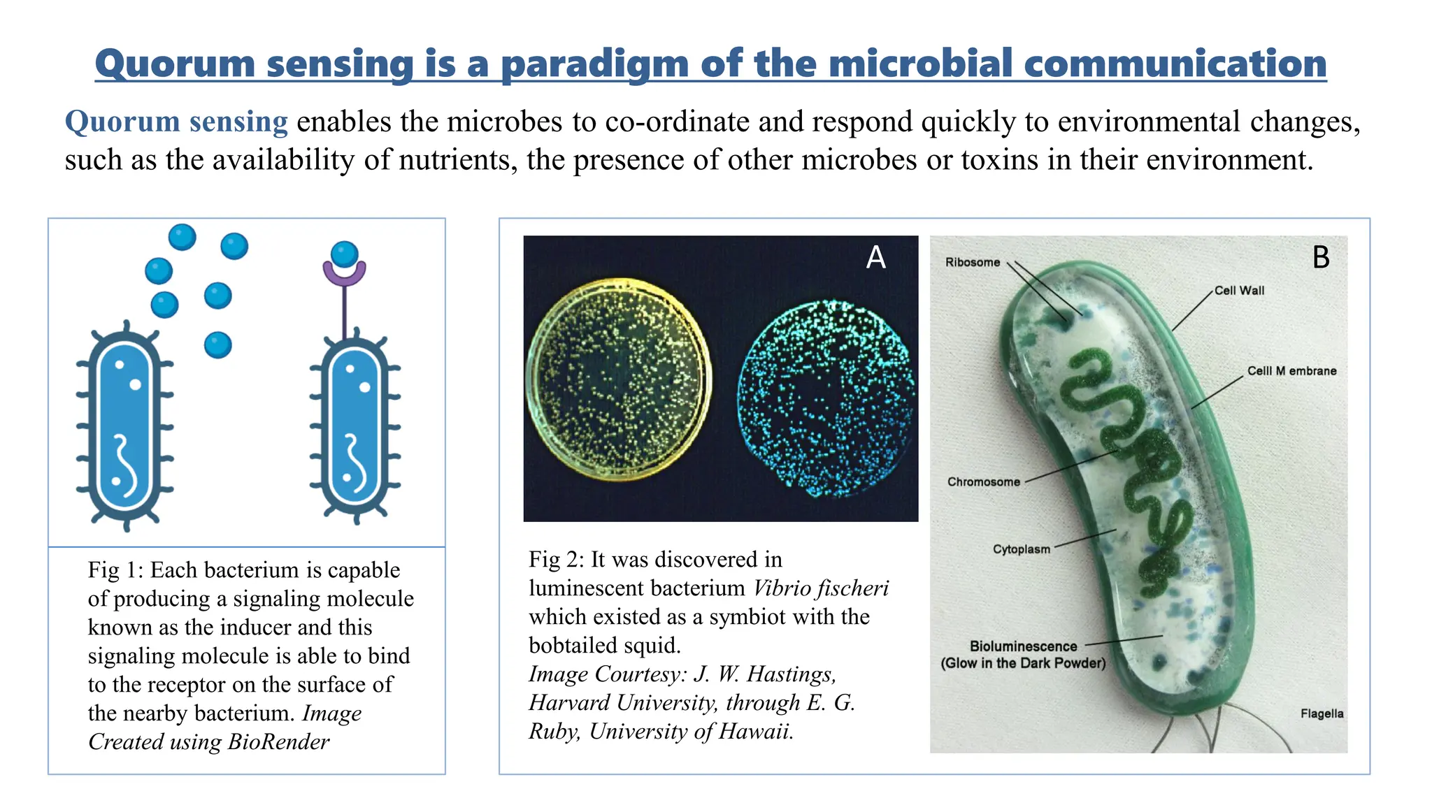 Quorum Sensing in microbial species (Bacterial Communication) | PDF