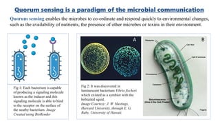 Quorum Sensing in microbial species (Bacterial Communication) | PDF