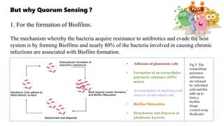 Quorum Sensing in microbial species (Bacterial Communication) | PDF