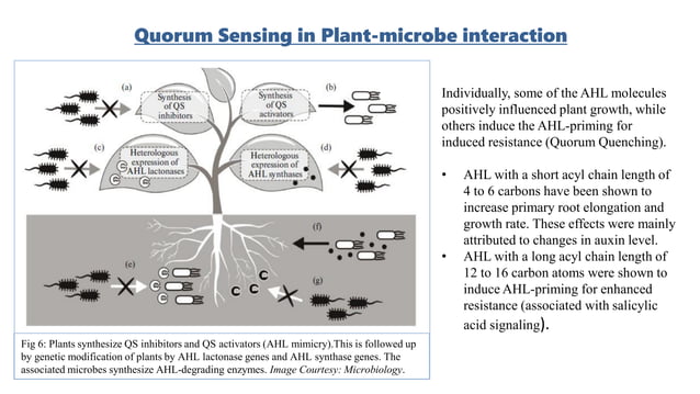 Quorum Sensing in microbial species (Bacterial Communication) | PDF