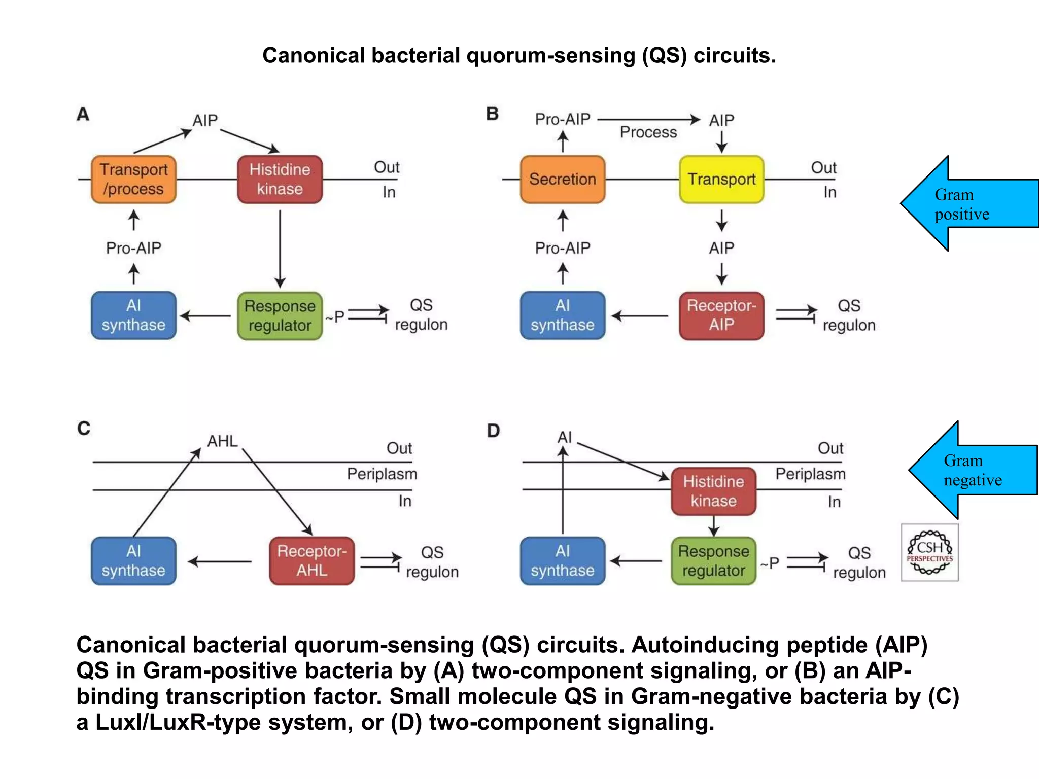 Quorum sensing group 6 | PPTX