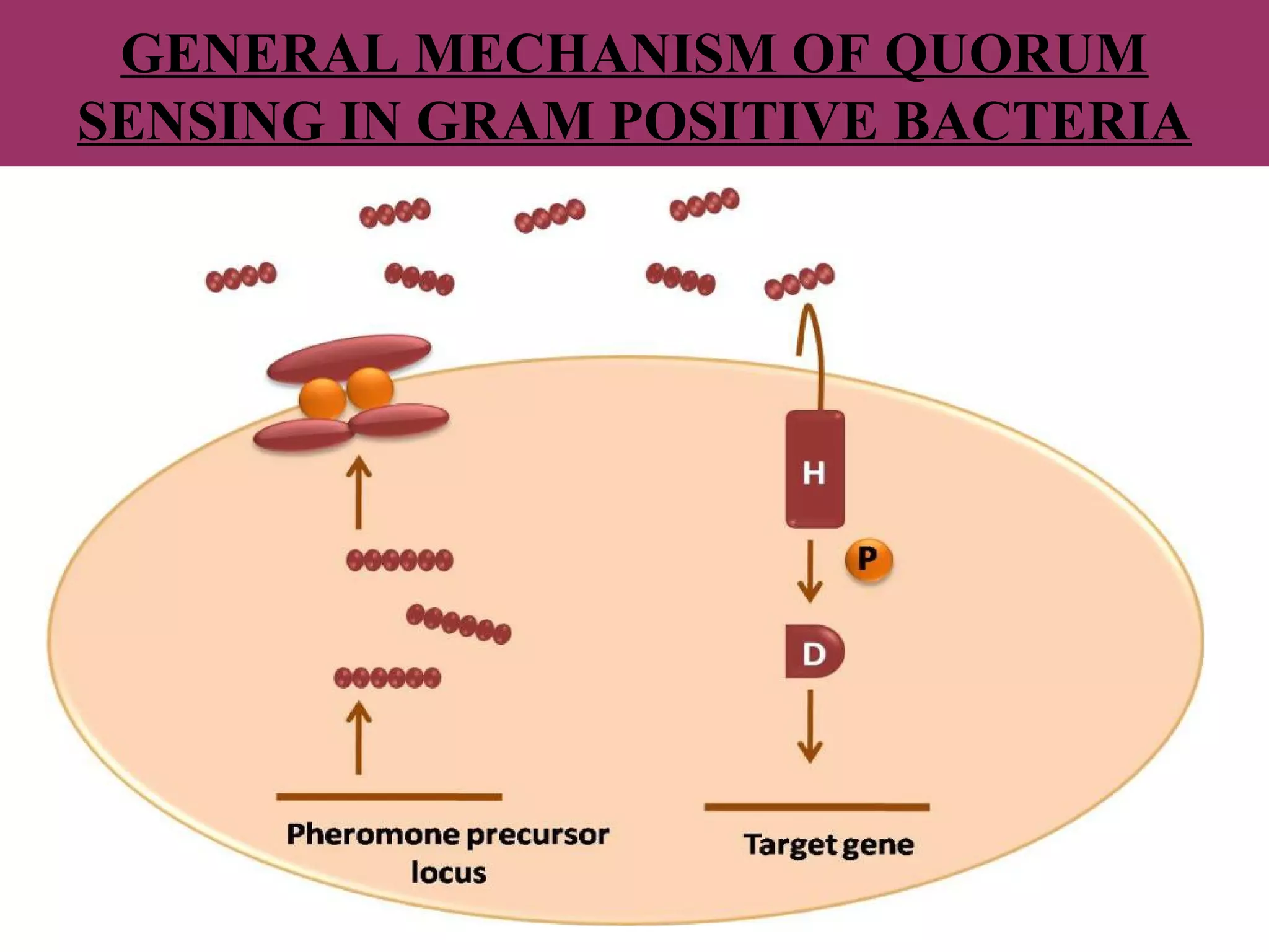 Quorum sensing in bacteria | PPT