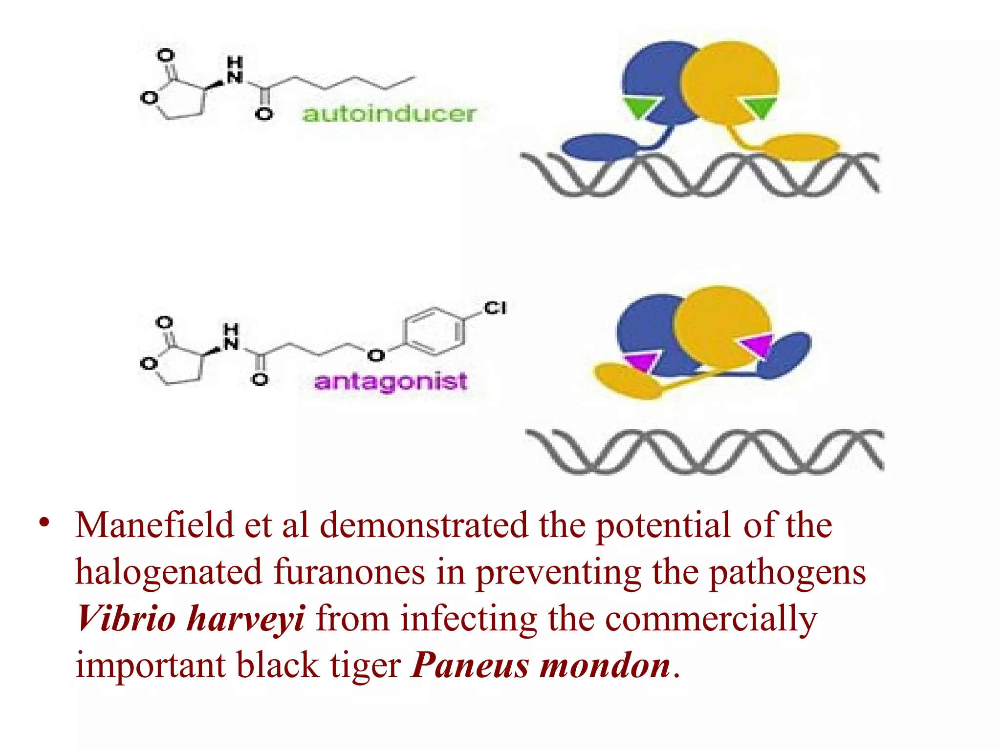 Quorum sensing in bacteria | PPT