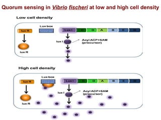 Quorum sensing in bacteria | PPT