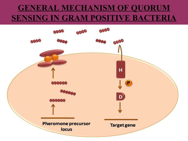Quorum sensing in bacteria | PPT