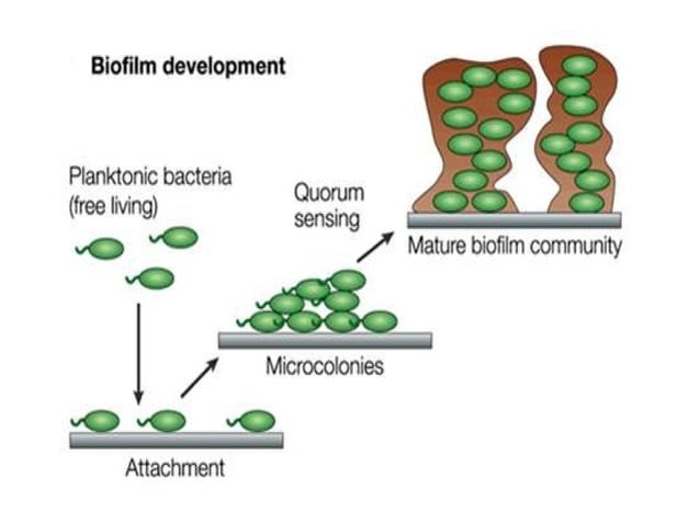 Quorum sensing in bacteria | PPT