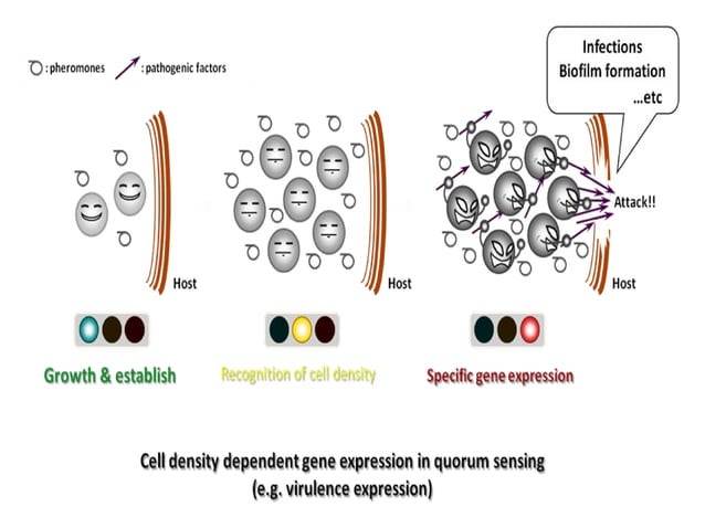 Quorum sensing in bacteria | PPT