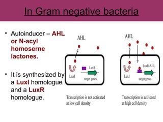 Quorum sensing in bacteria | PPT