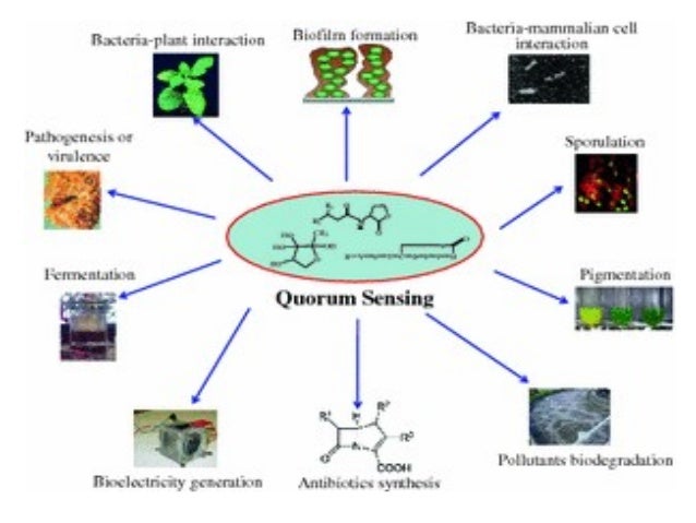 Quorum sensing in bacteria