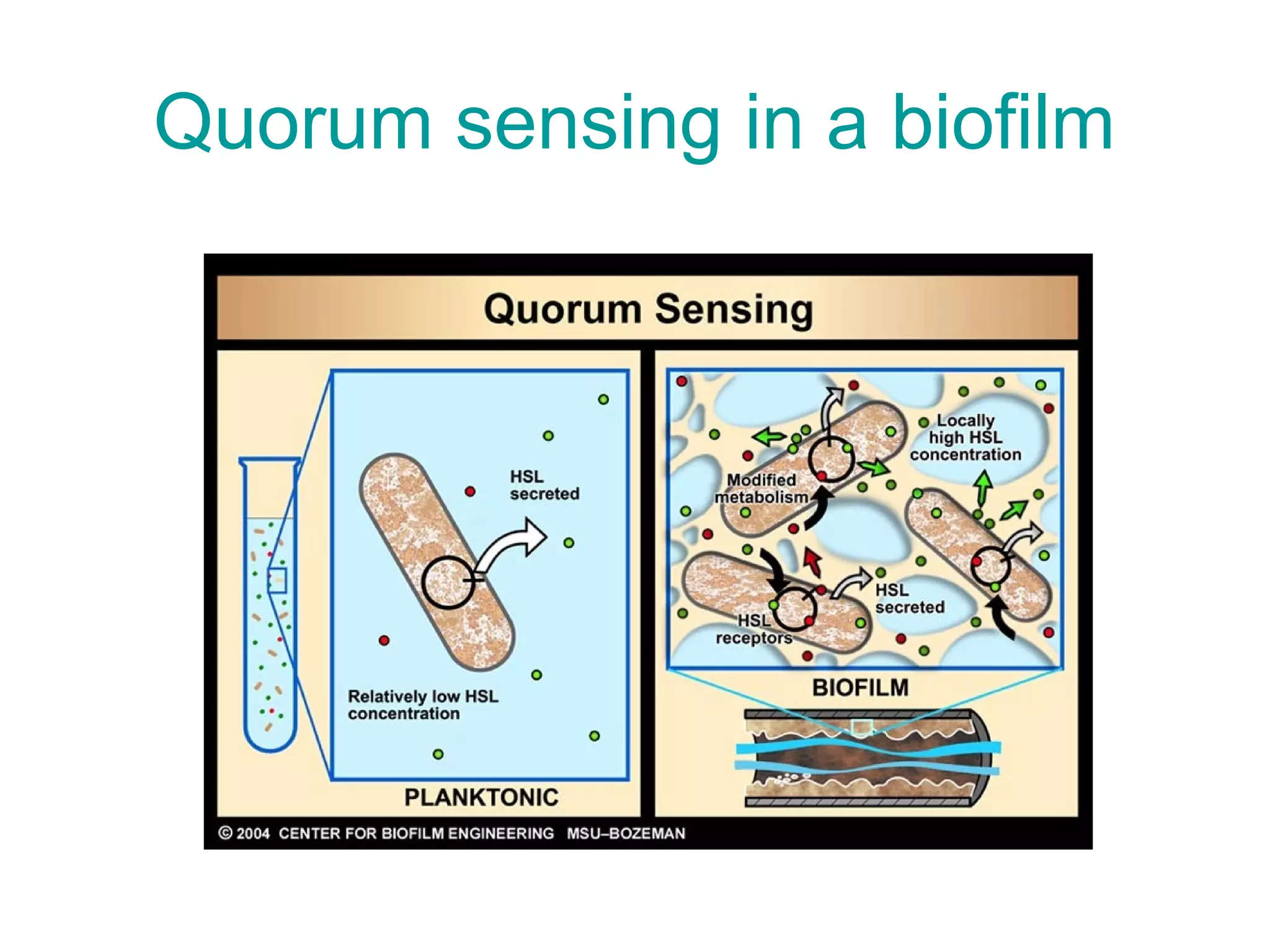 Quorum sensing in bacterial populations | PPT