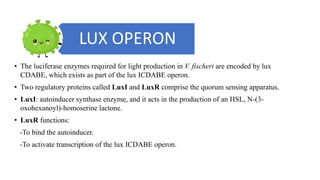 Quorum sensing in gram negative bacteria .pptx