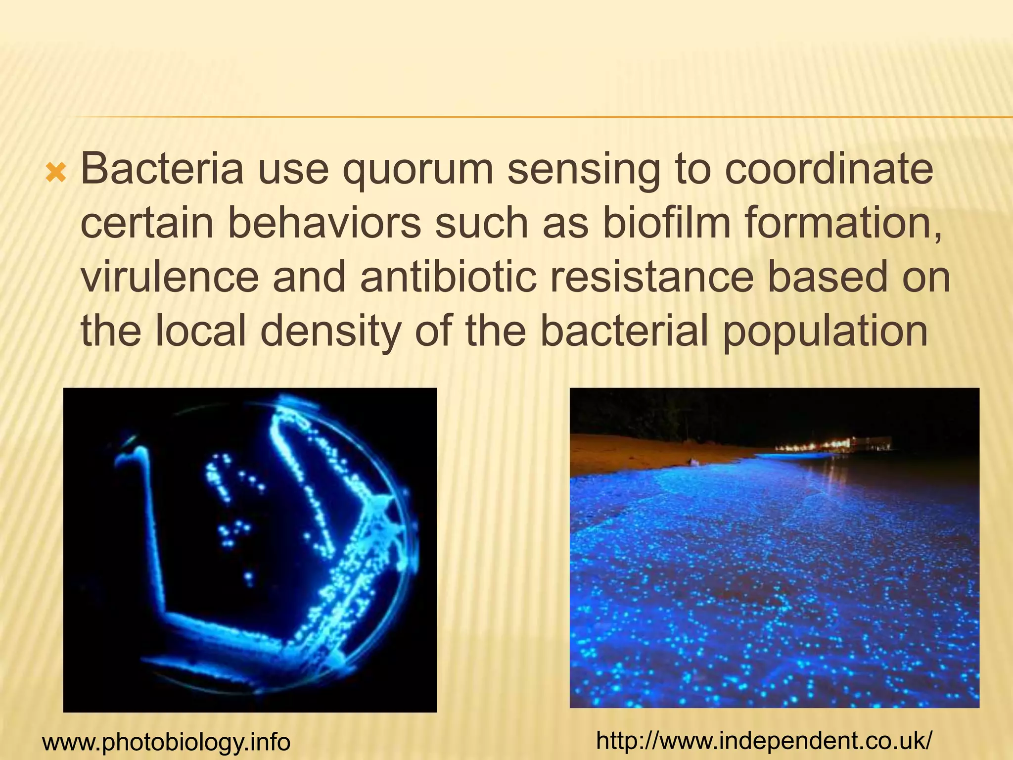 Quorum sensing in luminescent bacteria | PPT