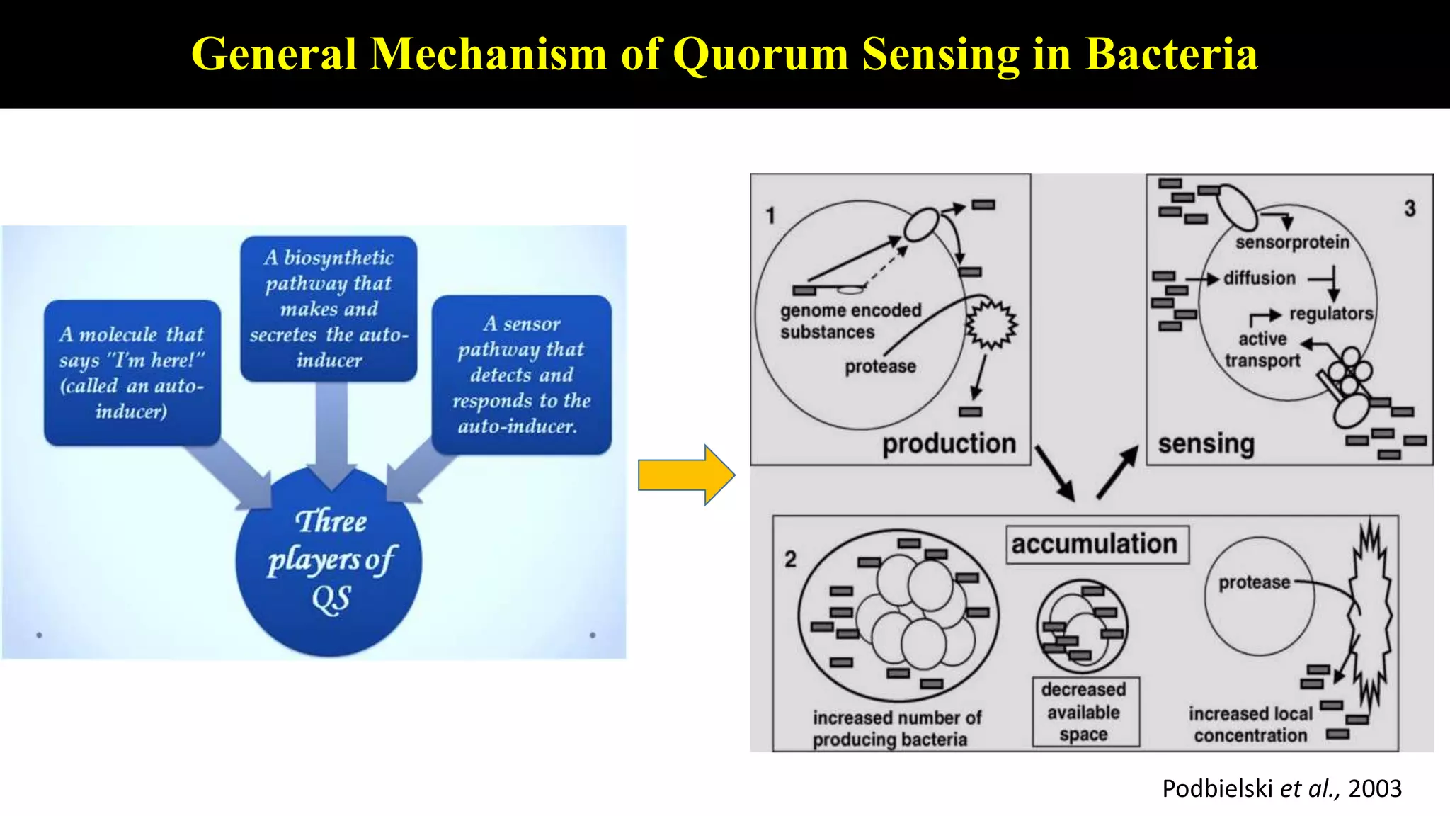 Quorum sensing in plant pathogenic bacteria. Maruthi.pptx