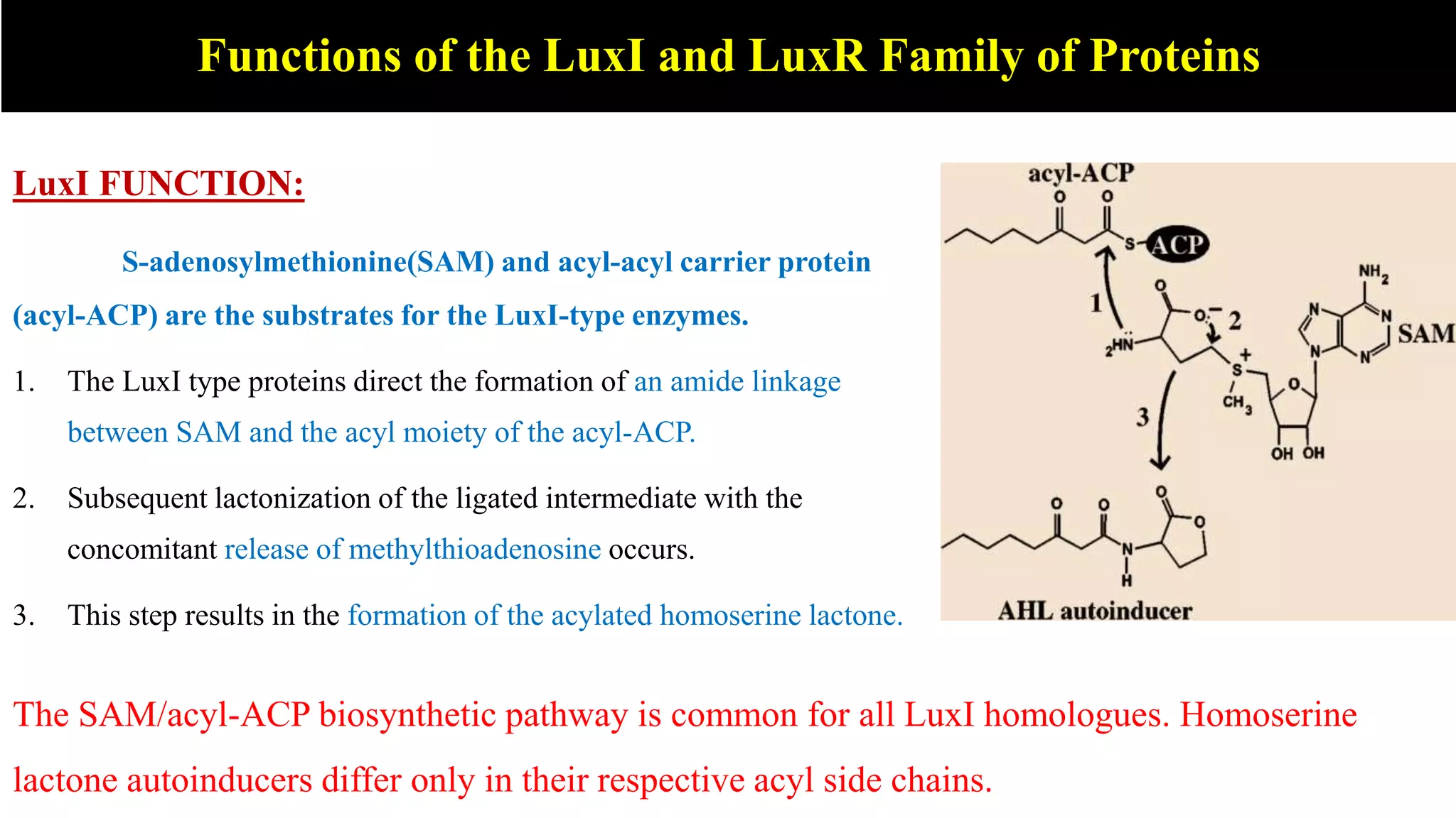 Quorum sensing in plant pathogenic bacteria. Maruthi.pptx