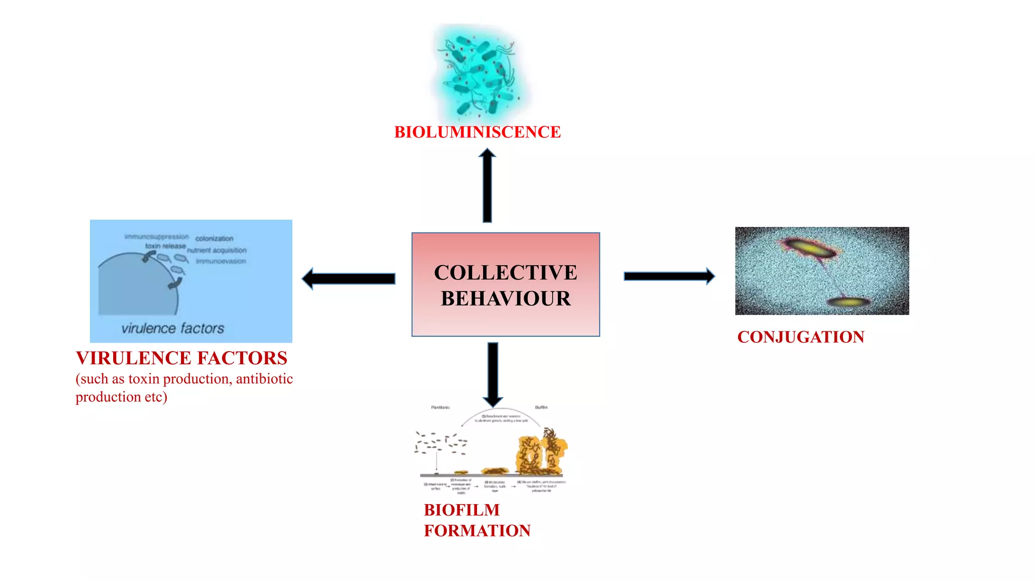 Quorum sensing in plant pathogenic bacteria. Maruthi.pptx
