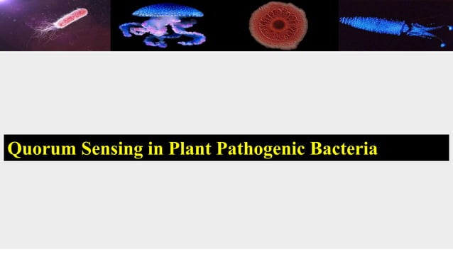 Quorum sensing in plant pathogenic bacteria. Maruthi.pptx