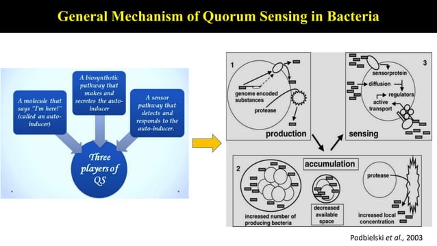 Quorum sensing in plant pathogenic bacteria. Maruthi.pptx