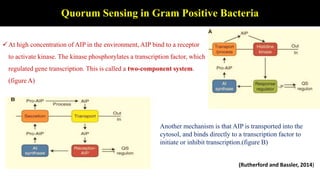 Quorum sensing in plant pathogenic bacteria. Maruthi.pptx