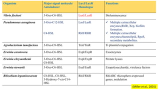 Quorum sensing in plant pathogenic bacteria. Maruthi.pptx