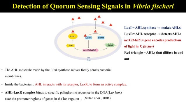 Quorum sensing in plant pathogenic bacteria. Maruthi.pptx