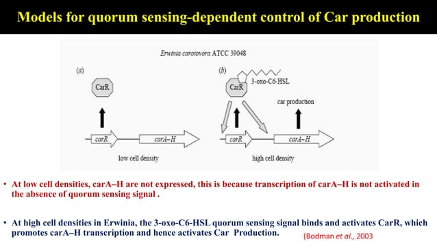 Quorum sensing in plant pathogenic bacteria. Maruthi.pptx