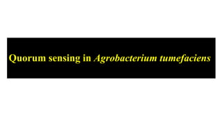 Quorum sensing in plant pathogenic bacteria. Maruthi.pptx