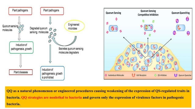 Quorum sensing in plant pathogenic bacteria. Maruthi.pptx
