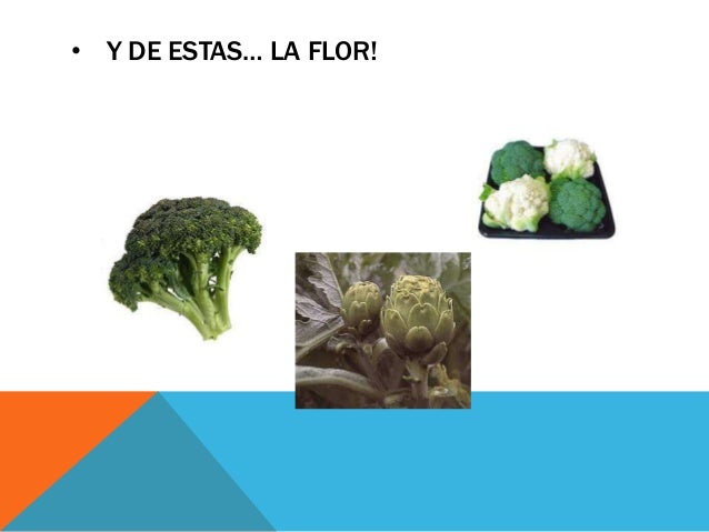 Partes De Una Planta Que Puedes Comer