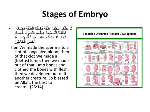 Quran & human birth | PPT