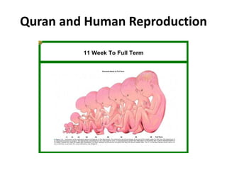Quran & human birth | PPT