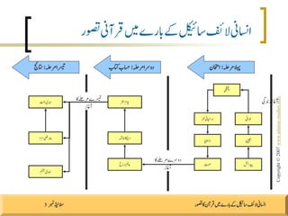 Quranic concept of human life cycle urdu | PDF