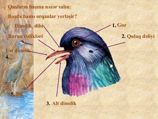 Quslar sinfi | PPTX