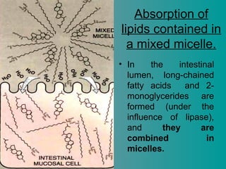 Lecture 9. metabolism of lipids (2) | PPT