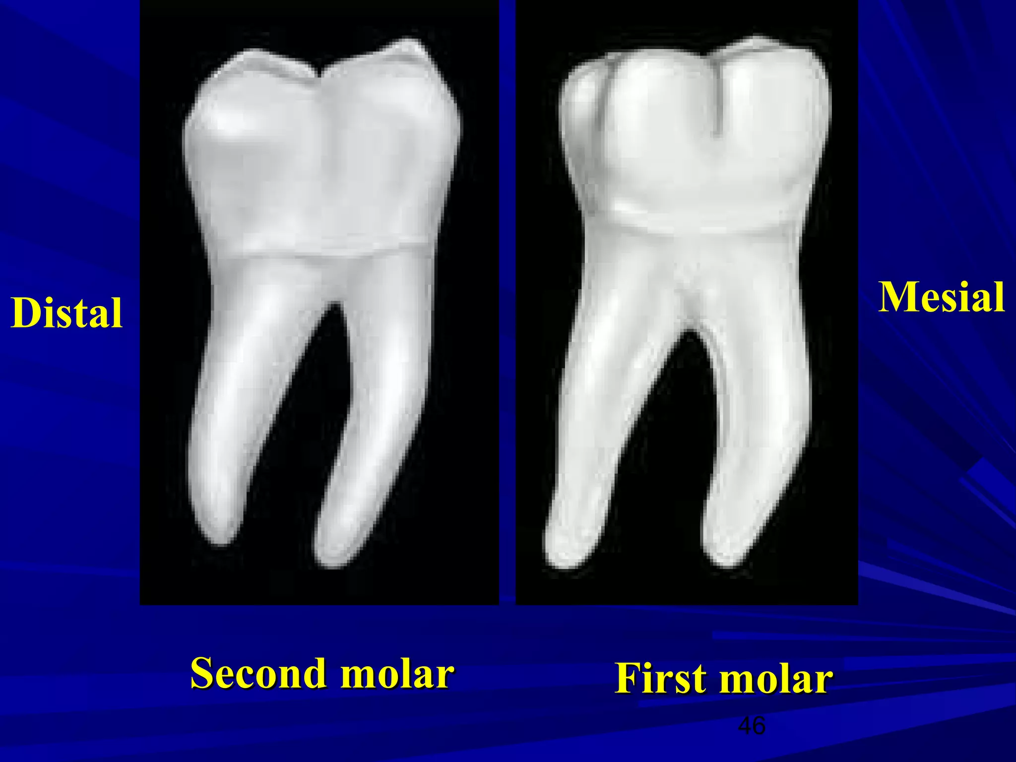 Mandibular molars | PPT