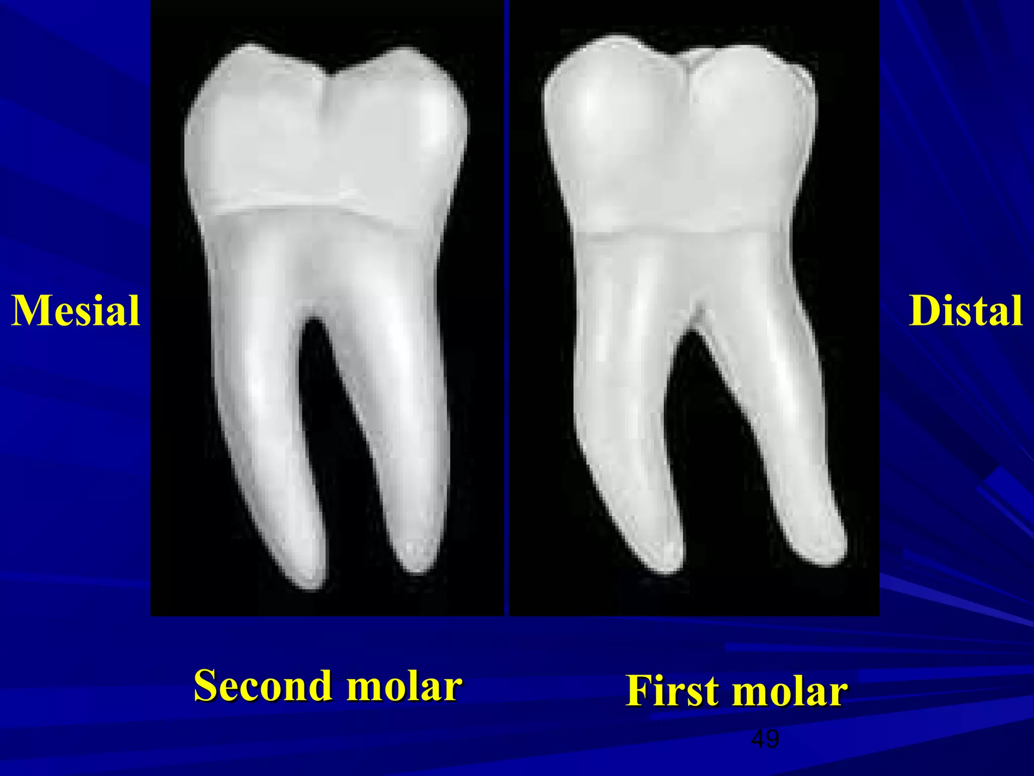 Mandibular molars | PPT